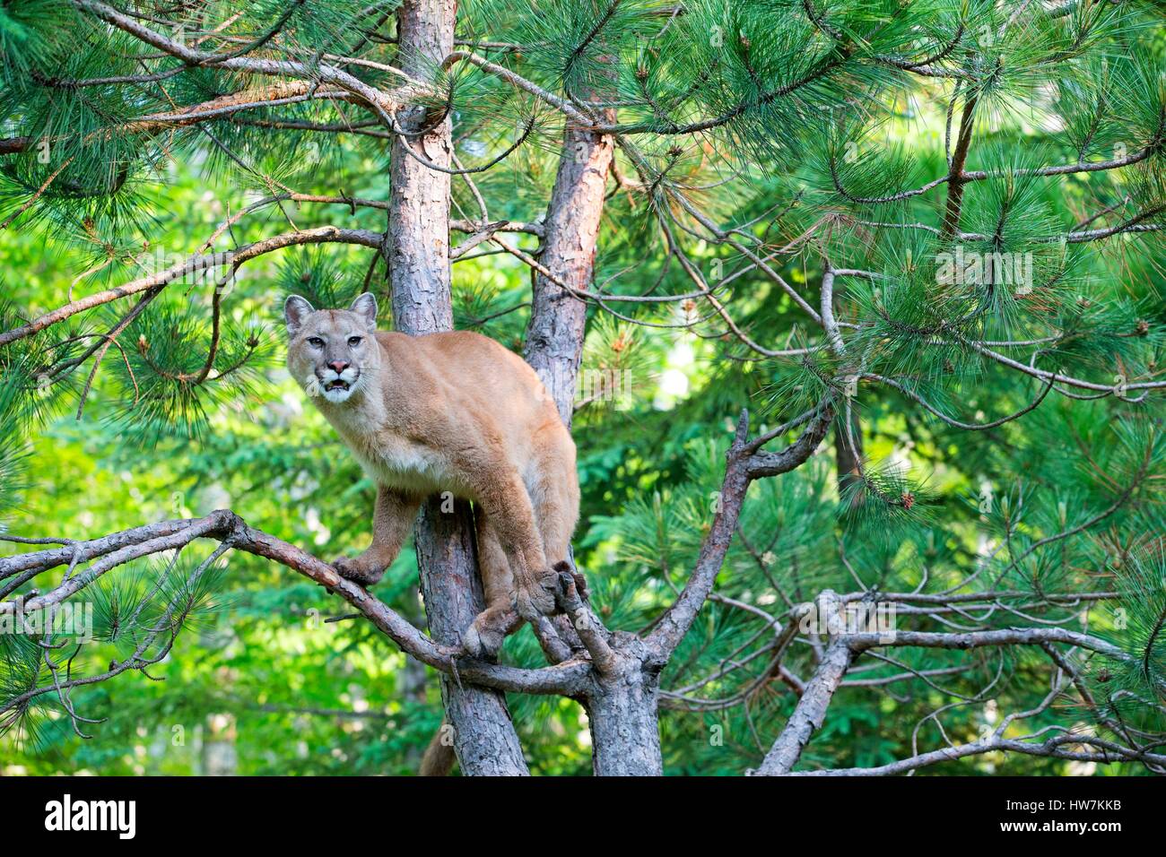 United States, Minnesota, Cougar (Puma concolor), also known as the ...