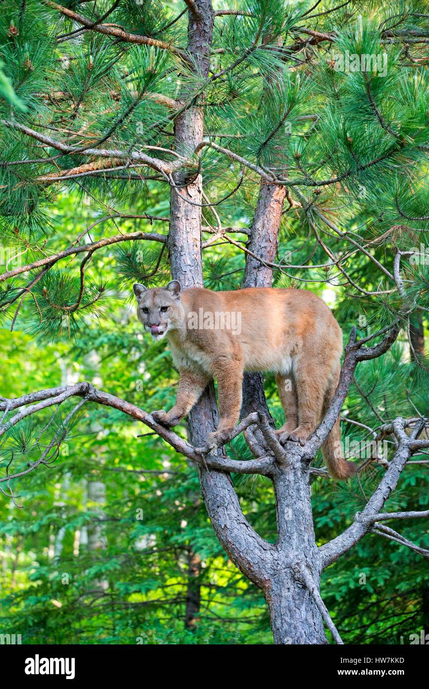 United States, Minnesota, Cougar (Puma concolor), also known as the ...