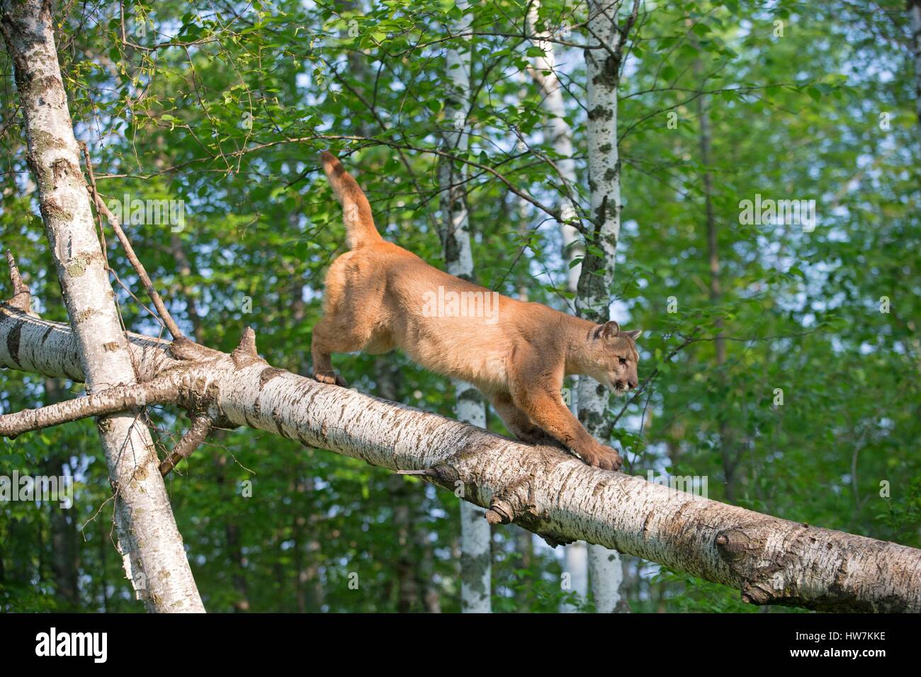 United States, Minnesota, Cougar (Puma concolor), also known as the ...