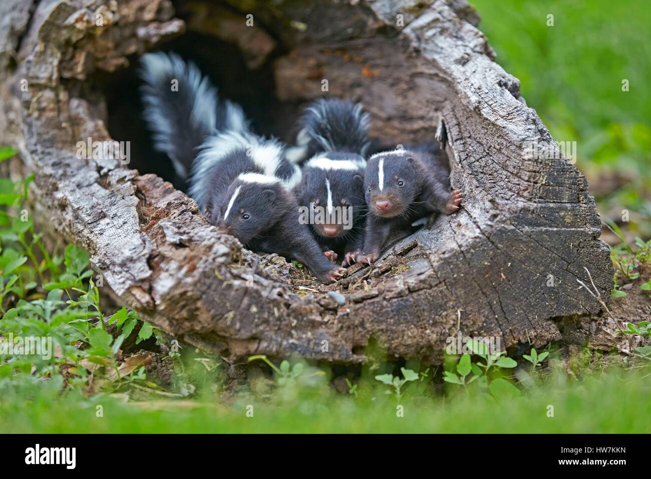 United States, Minnesota, Striped Skunk (Mephitis mephitis), mother and ...