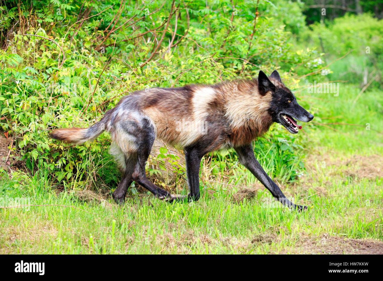 United States, Minnesota, Wolf or Gray Wolf or Grey Wolf (Canis lupus ...