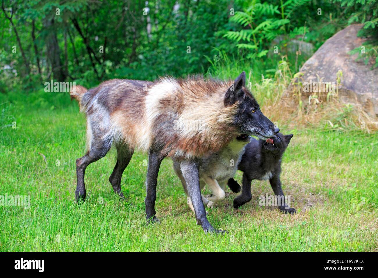 United States, Minnesota, Wolf or Gray Wolf or Grey Wolf (Canis lupus ...