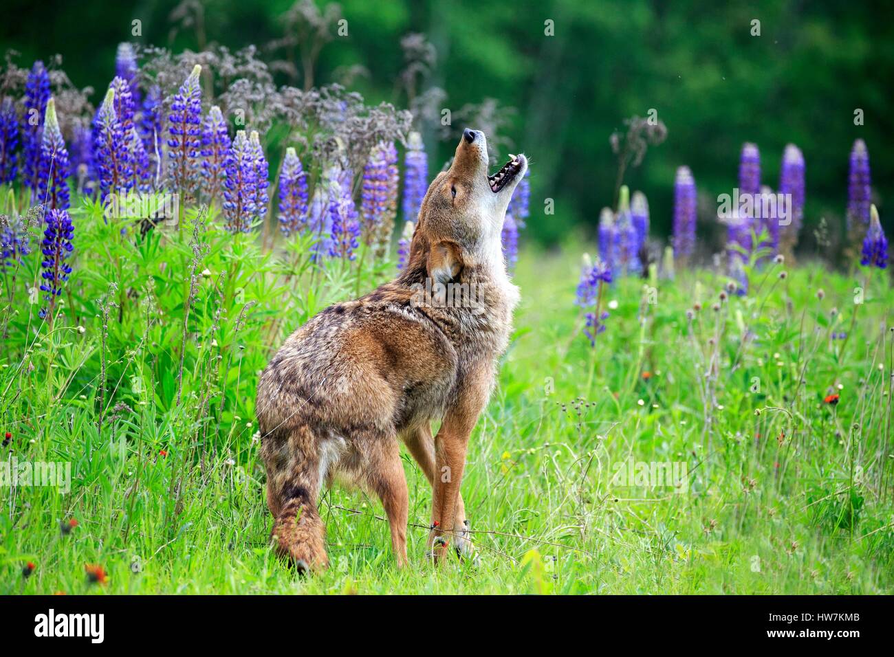 Minnesota coyote hi-res stock photography and images - Alamy