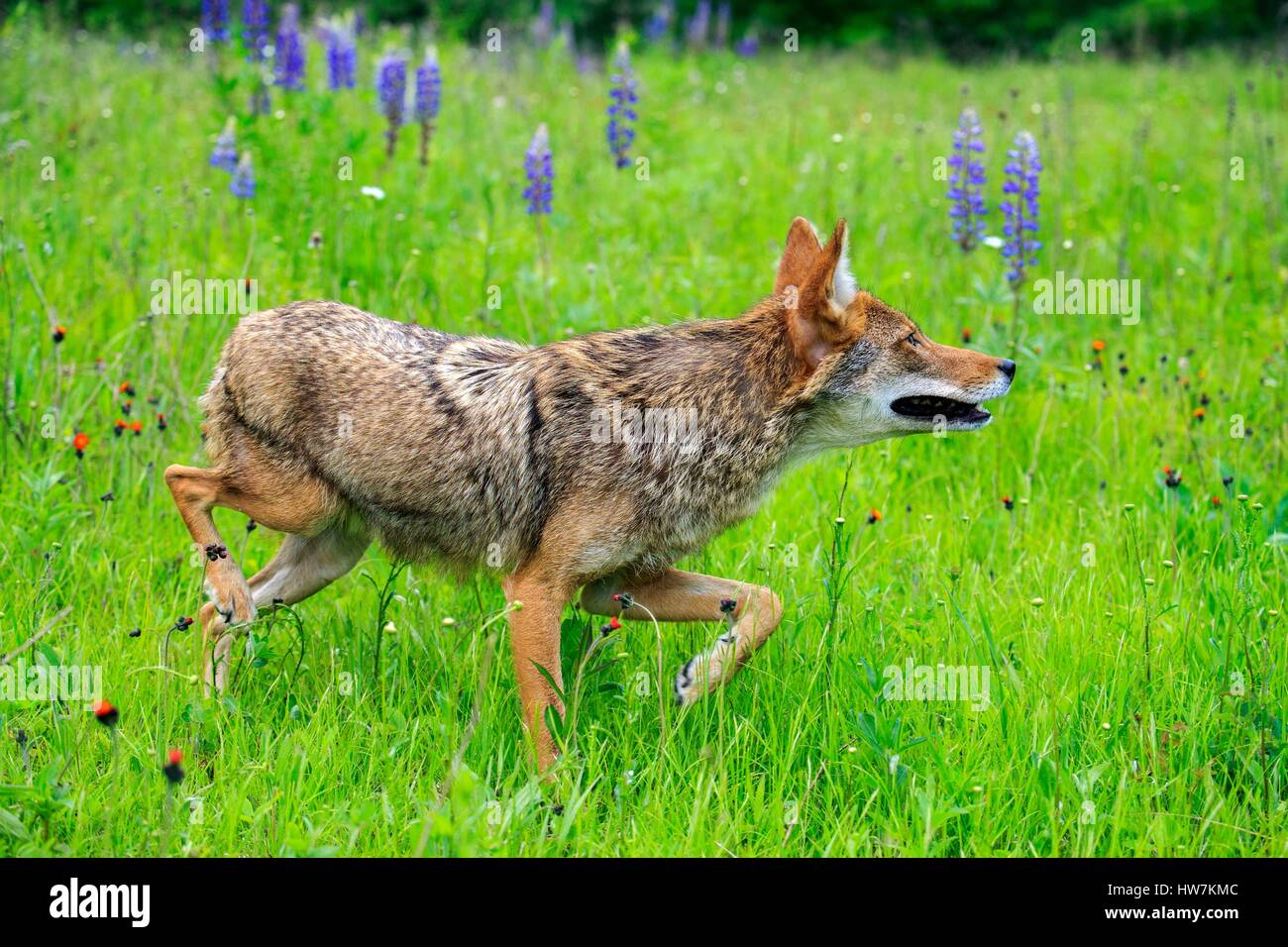 United States, Minnesota, Coyote (Canis latrans Stock Photo - Alamy