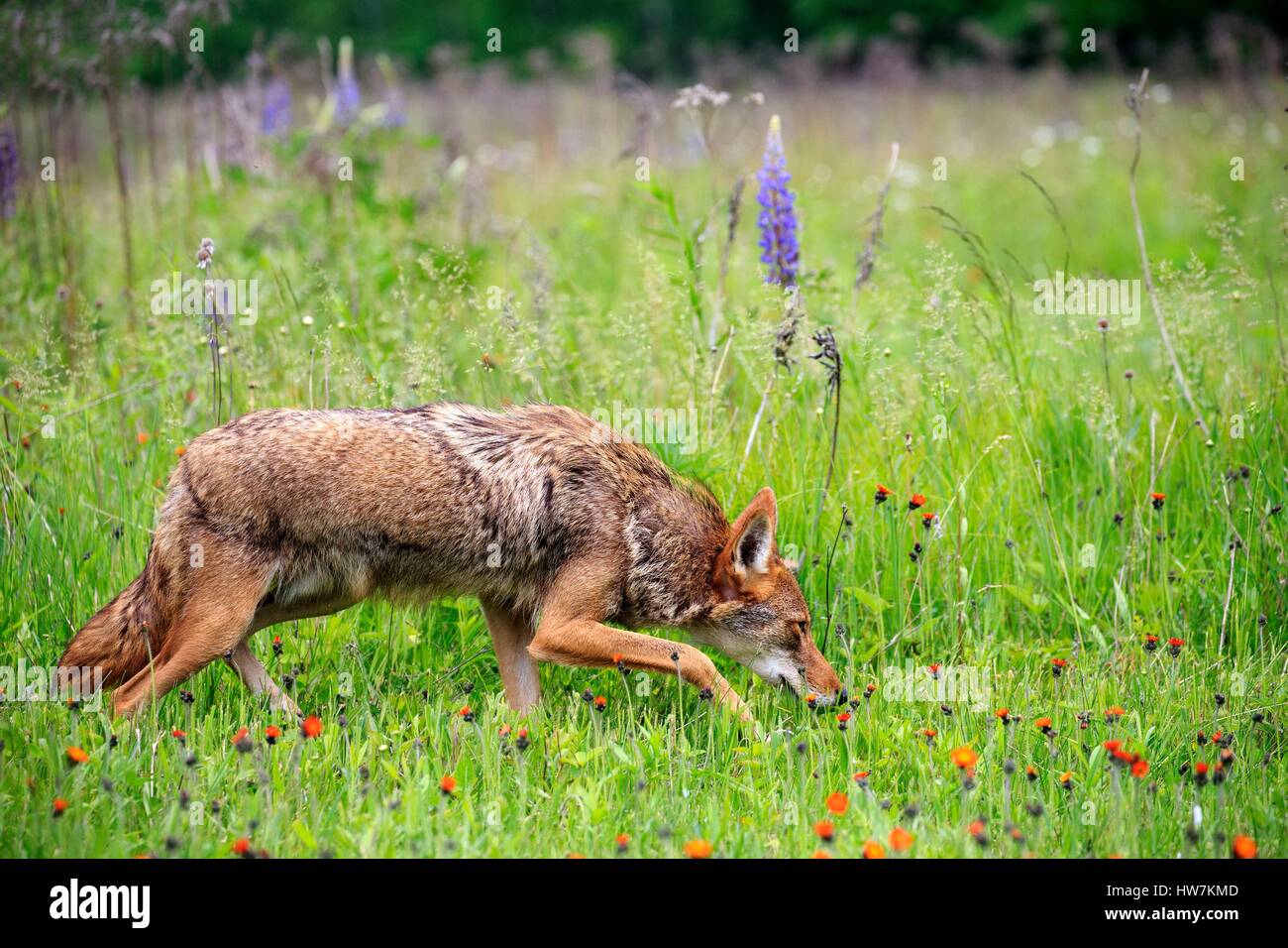 Minnesota Coyote High Resolution Stock Photography and Images - Alamy
