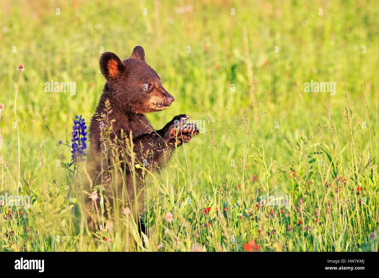 United States, Minnesota, Babies black bear (Ursus americanus), in a ...