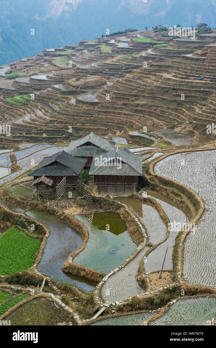 China, Guizhou, Jiabang, terraced rice fields Stock Photo - Alamy