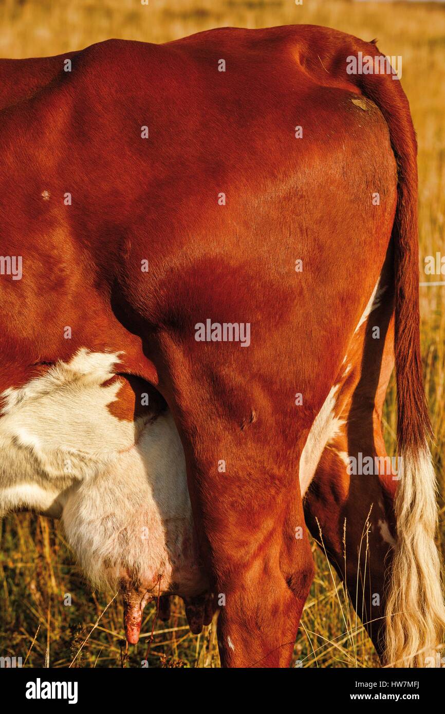 Alpine cow hi-res stock photography and images - Alamy