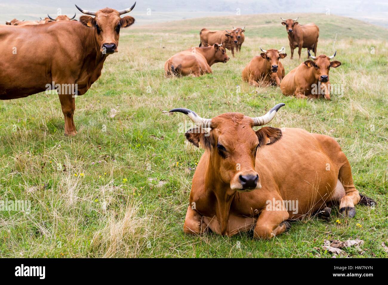 Abondance cow hi-res stock photography and images - Alamy