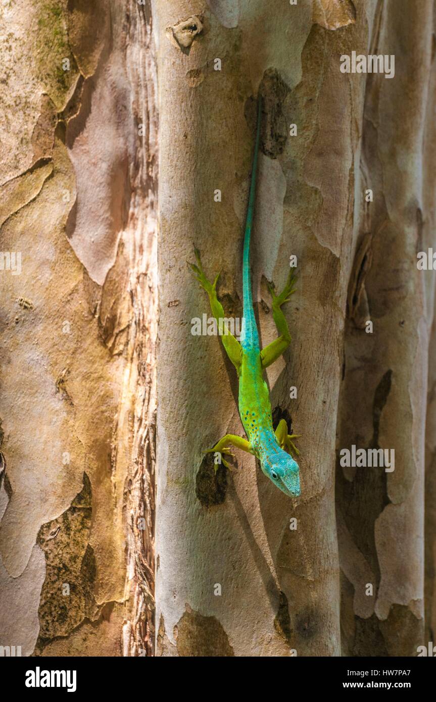 Anolis marmoratus hi-res stock photography and images - Alamy