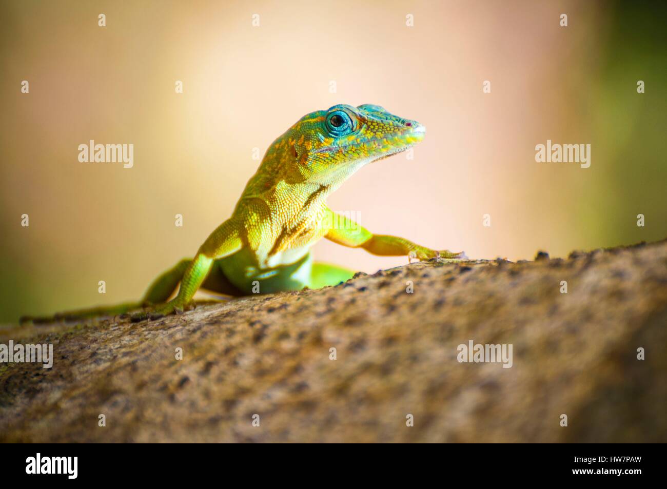 Anole lizards antilles hi-res stock photography and images - Alamy