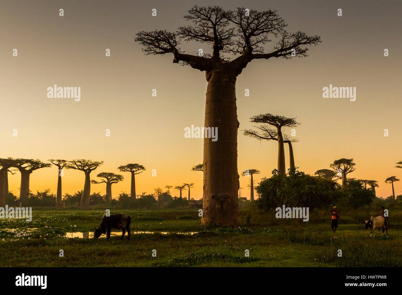 Madagascar, Menabe region, Morondava, alley of the baobabs, Grandidier ...