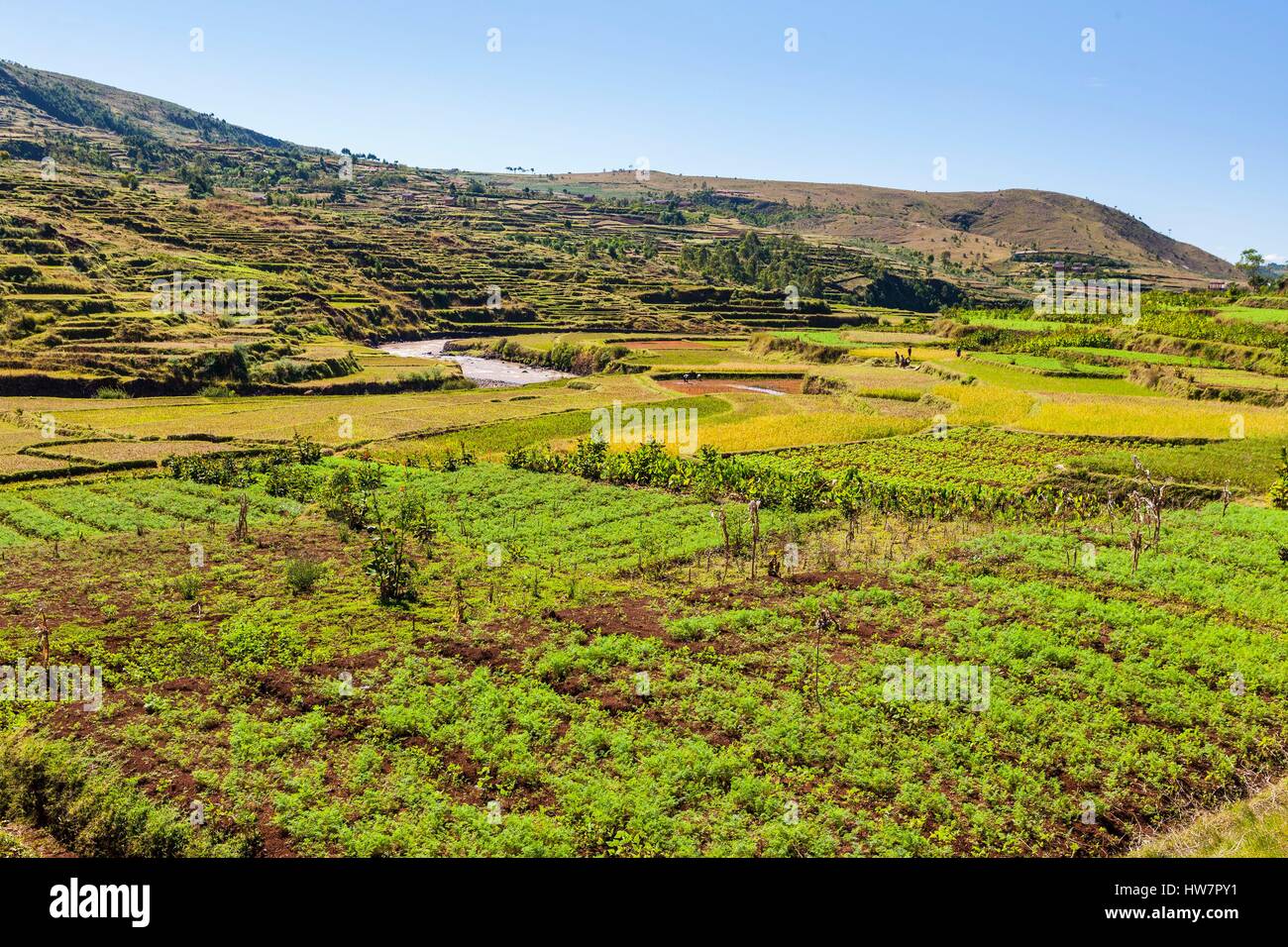 Madagascar, Central Highlands, Antsirabe region, rice fields to ...
