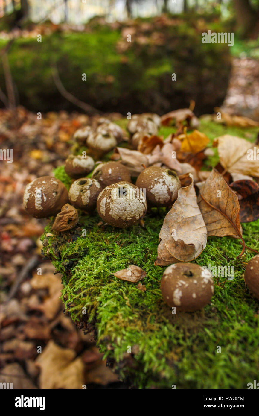 wild puff mushroom in the forest Stock Photo - Alamy