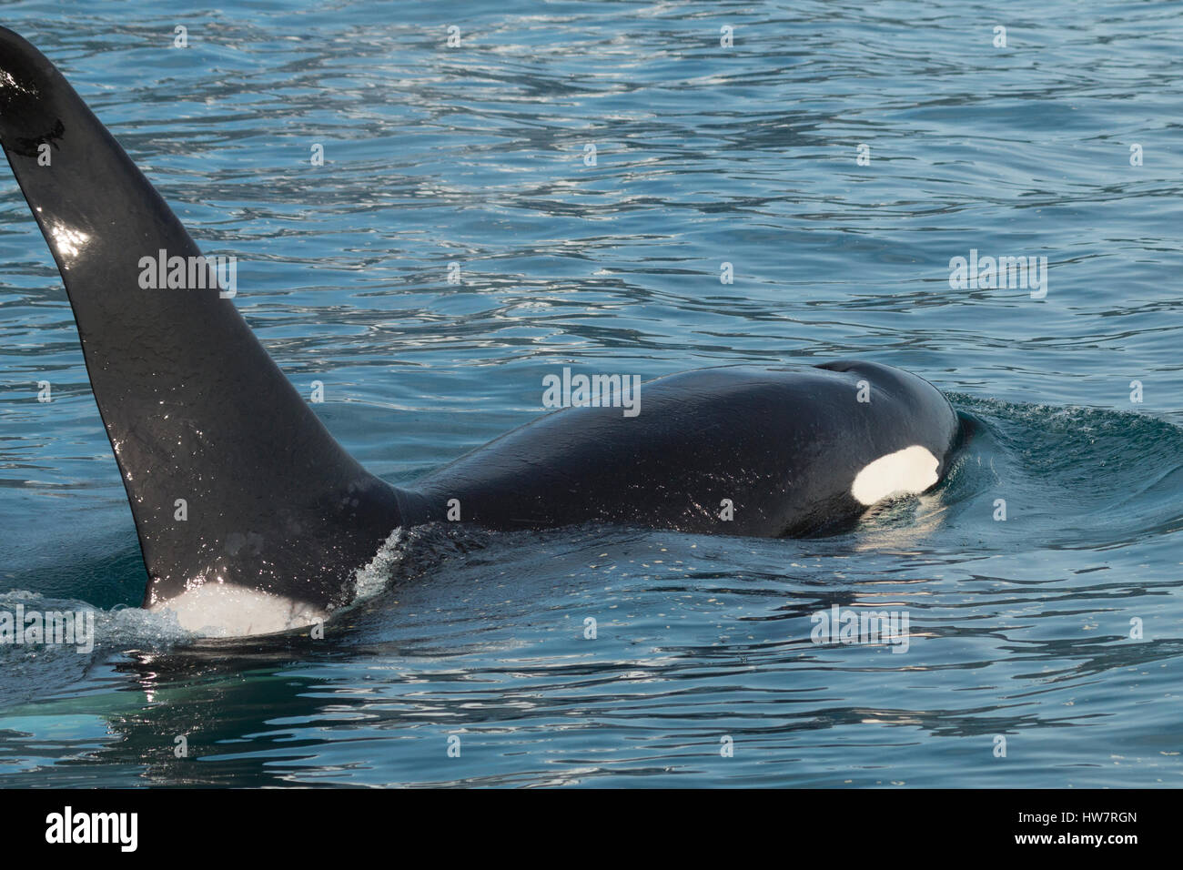 Close encounter with a large male orca swimming under our boat in Kenai ...