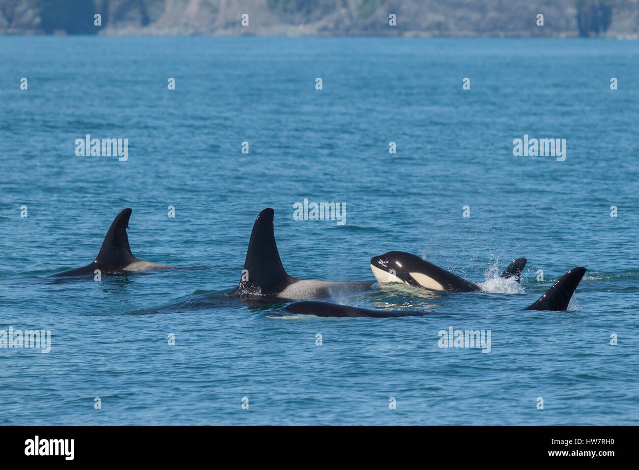 Orca pod hi-res stock photography and images - Alamy