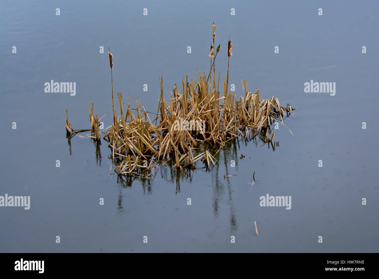 Patch of dried yellow reed in the water Stock Photo - Alamy