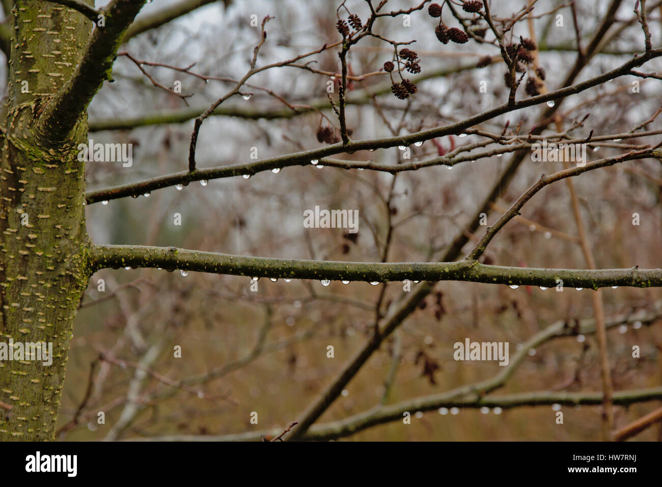 Twigs of an alder tree with rain drips, light blue bokeh background ...