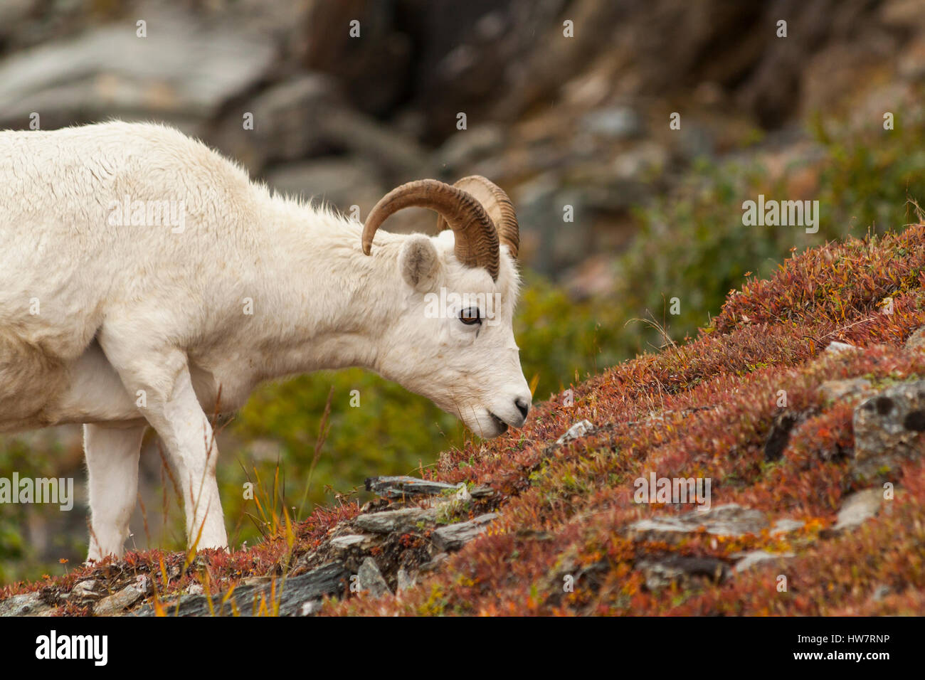 Dall sheep ram grazing in the tundra of Denali National Park Stock ...