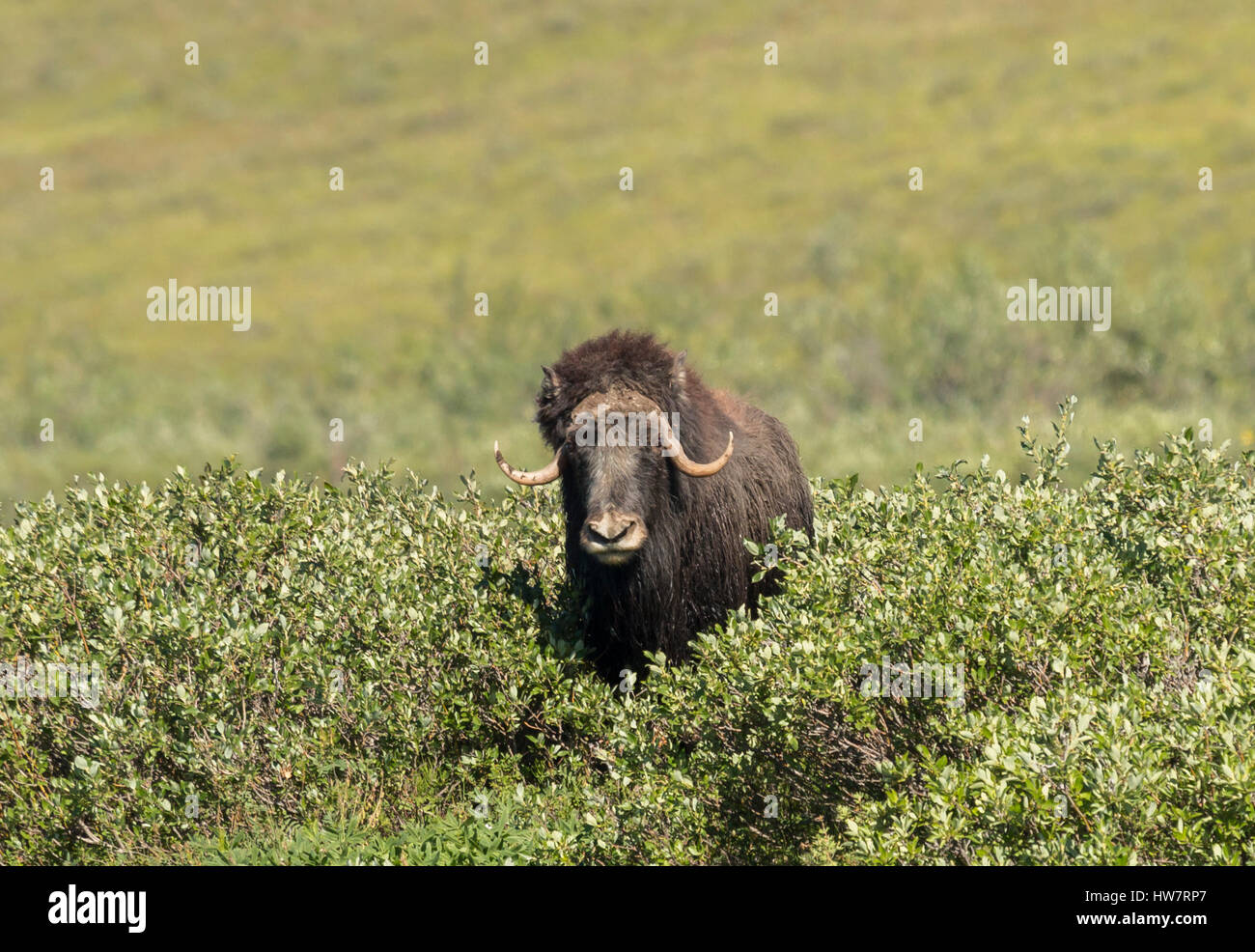 Musk Ox in the willows in Arctic Alaska Stock Photo - Alamy