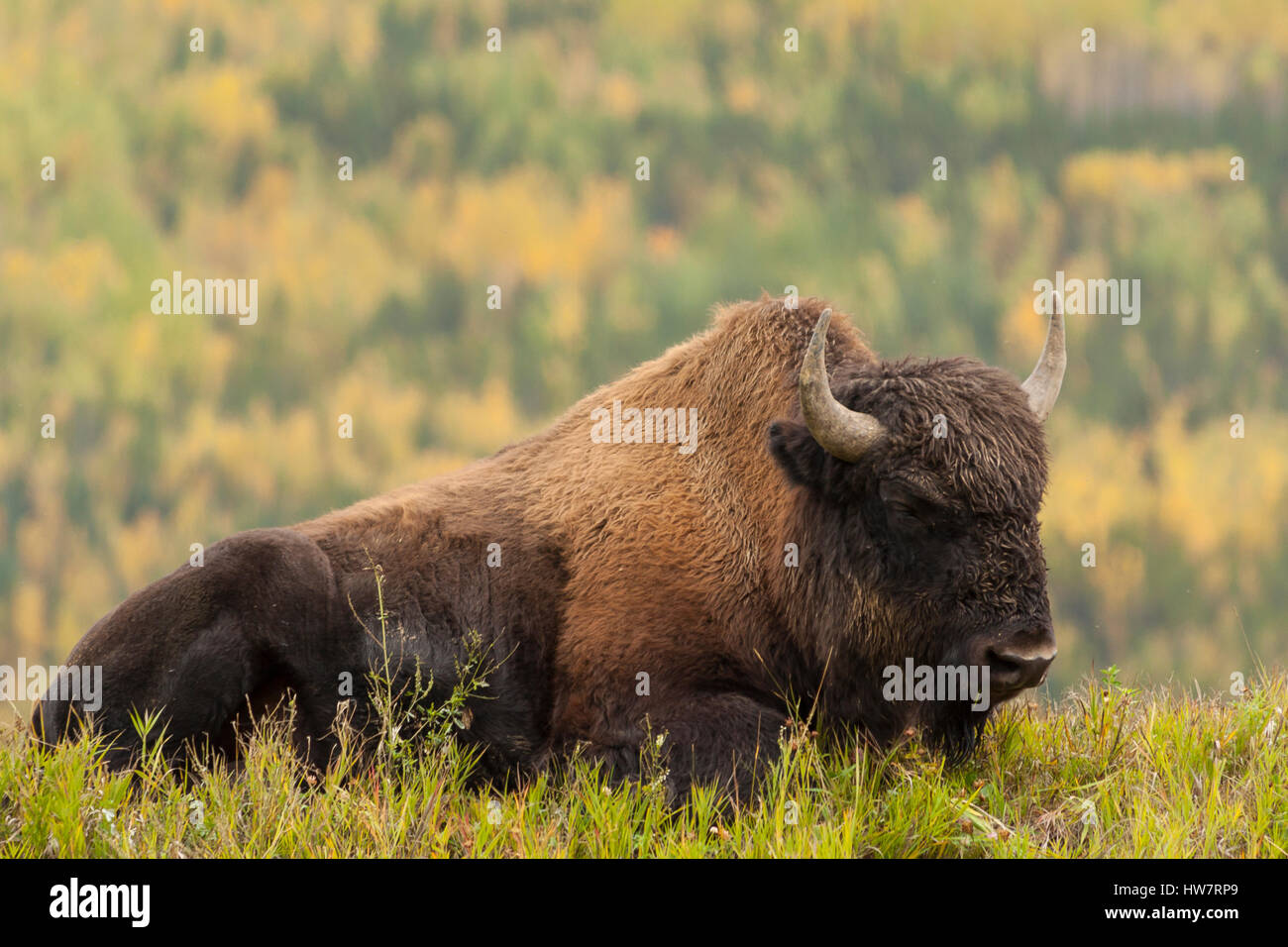 Wood Buffalo sleeping in the rass next to the Alaska Highway, Canada ...