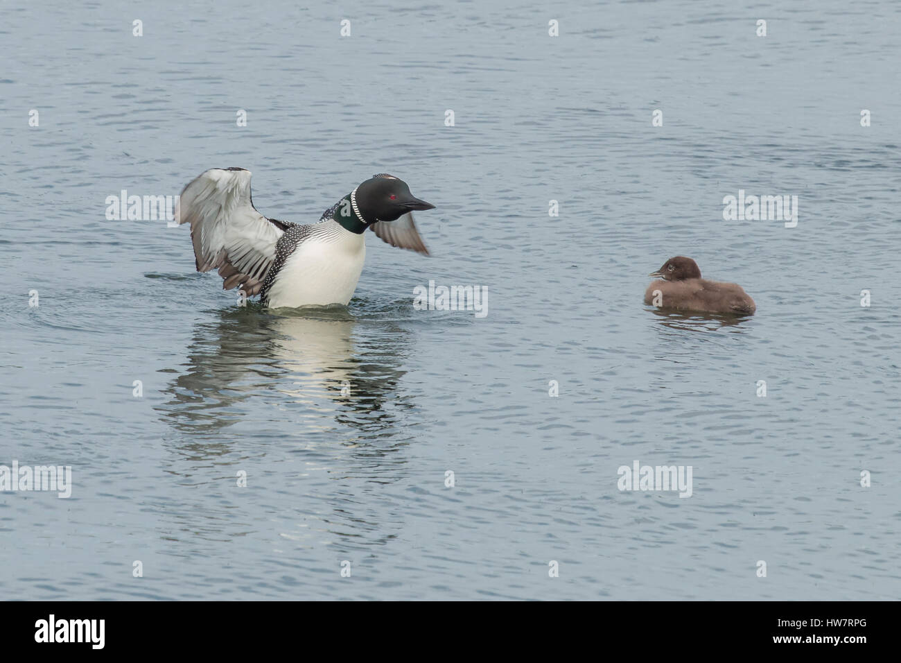 Kenai national wildlife refuge hi-res stock photography and images - Alamy