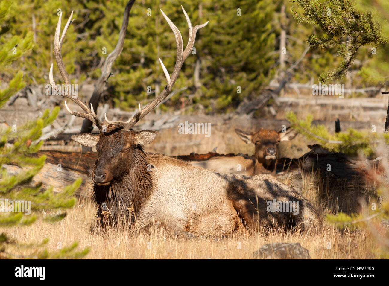 Elk mating hi-res stock photography and images - Alamy