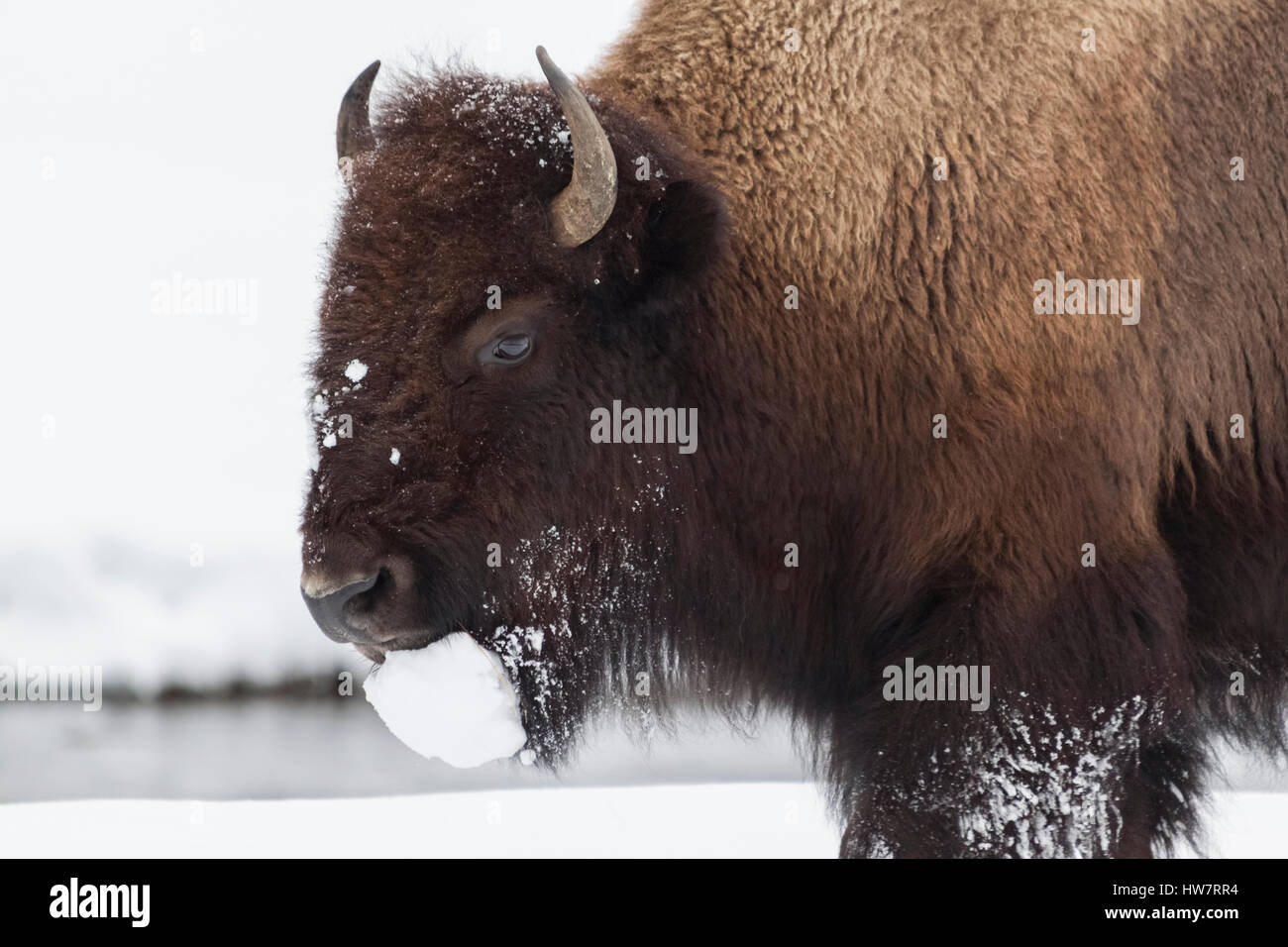 Bison with a large snowball in her beard, Yellowstone National Park ...