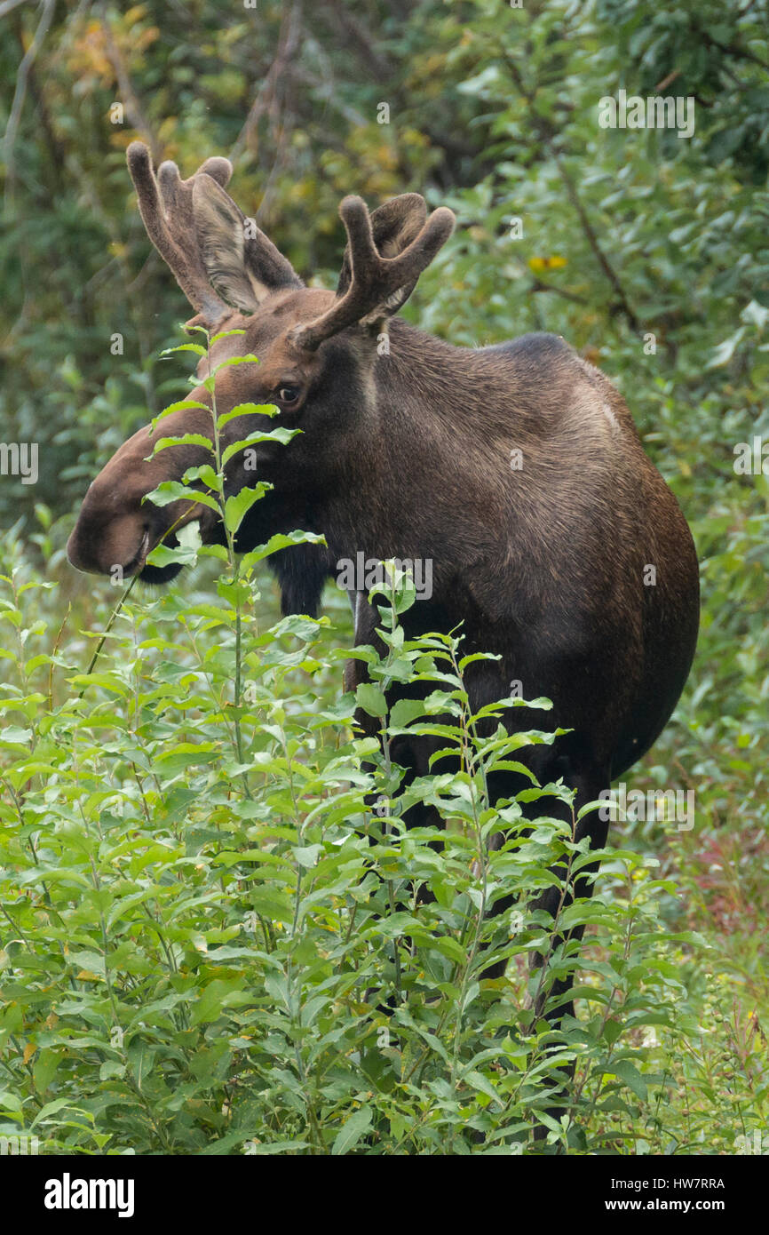 Young bull moose feeding near Cantwell, Alaska Stock Photo - Alamy