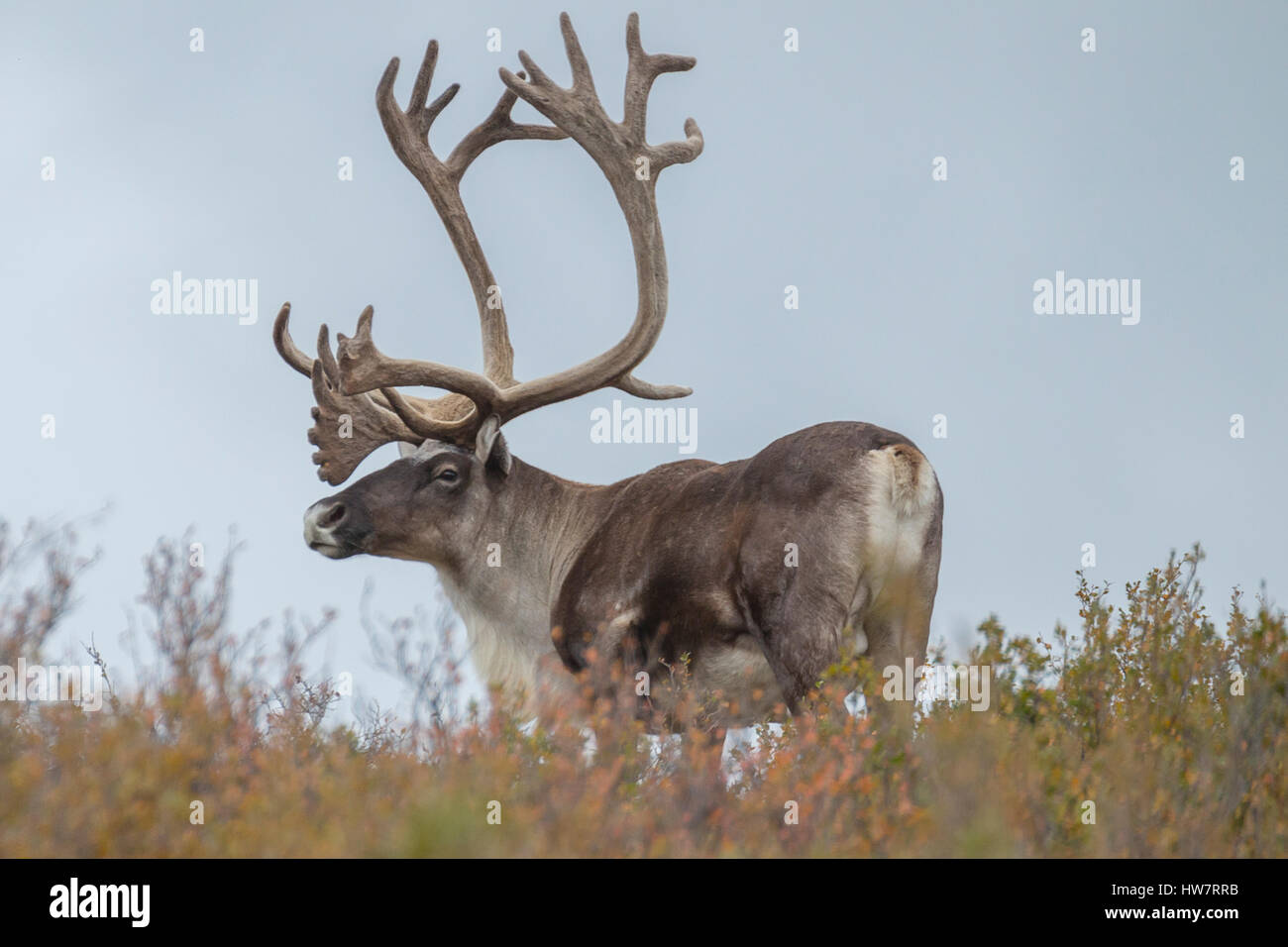 Large bull caribou in Denali National Park, Alaska Stock Photo - Alamy