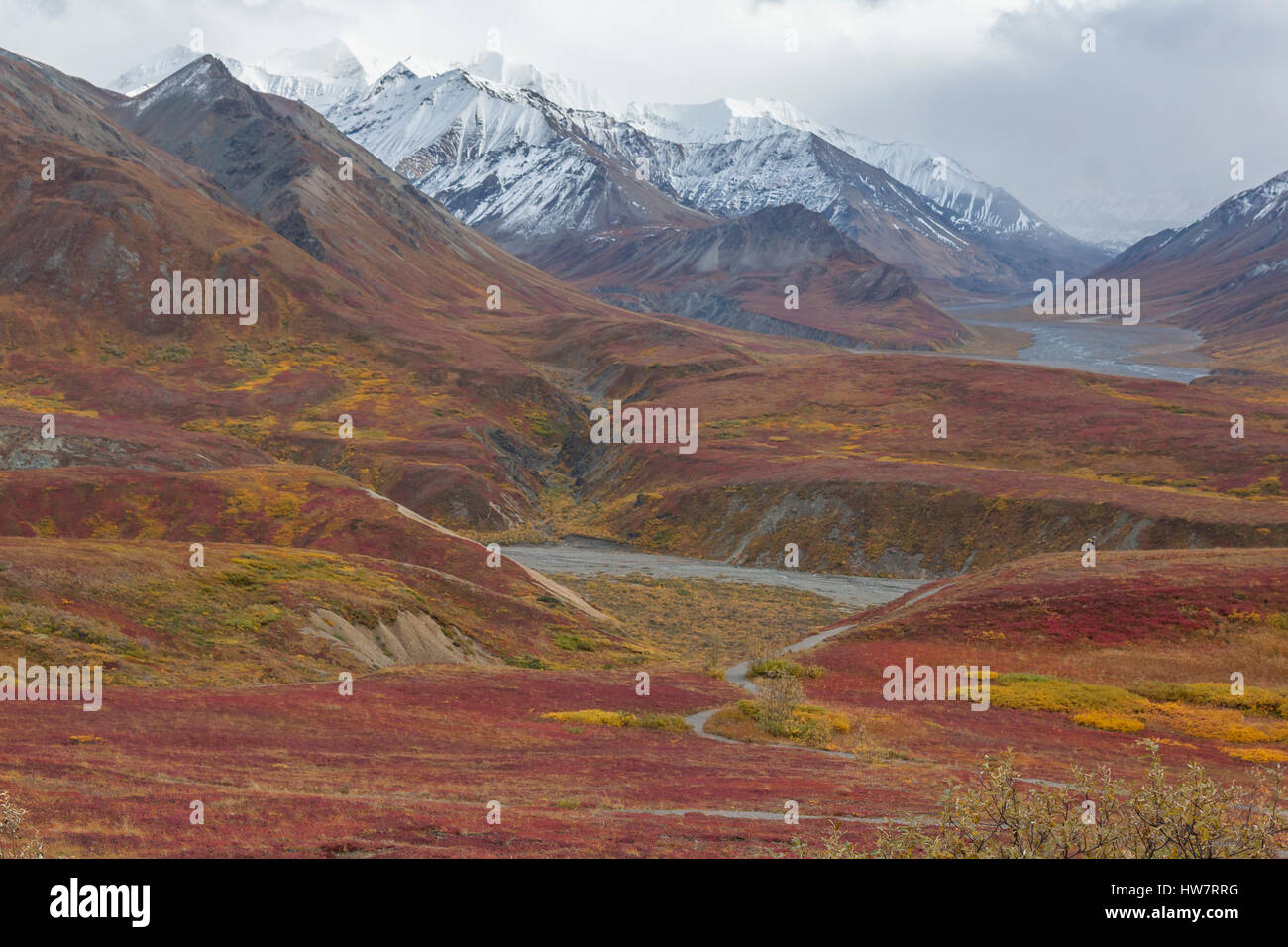 Fall colors in Denali National Park, Alaska Stock Photo - Alamy