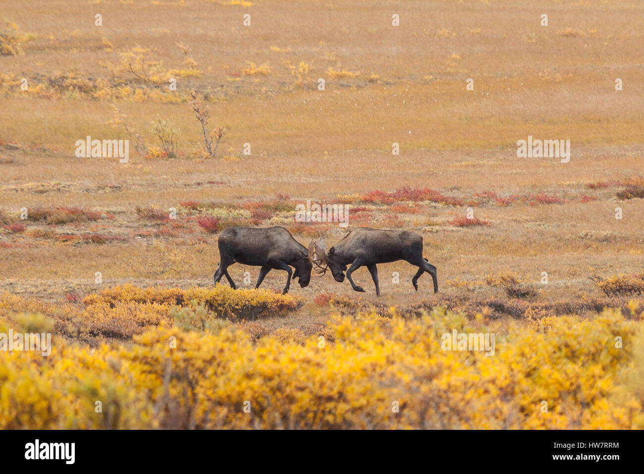 Rutting bull moose in Denali National Park, Alaska Stock Photo - Alamy