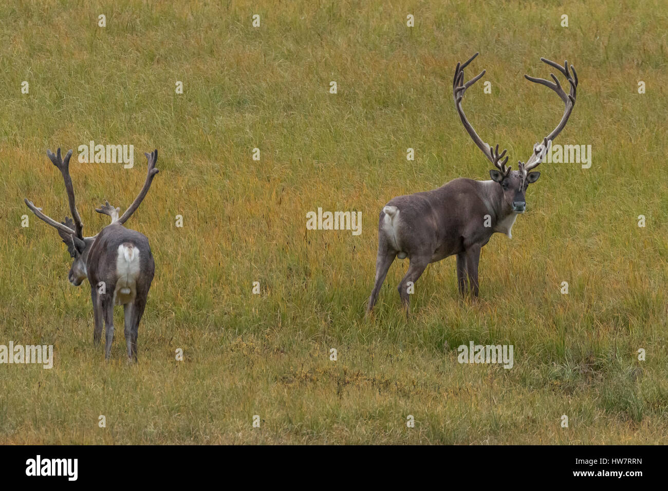 Bull caribou hi-res stock photography and images - Alamy
