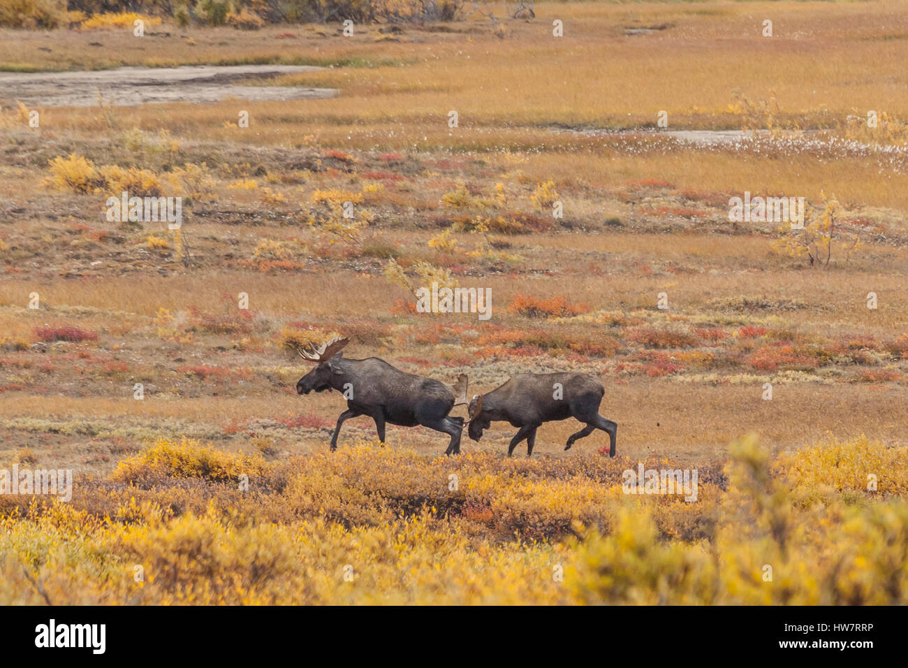 Rutting bull moose in Denali National Park, Alaska Stock Photo - Alamy