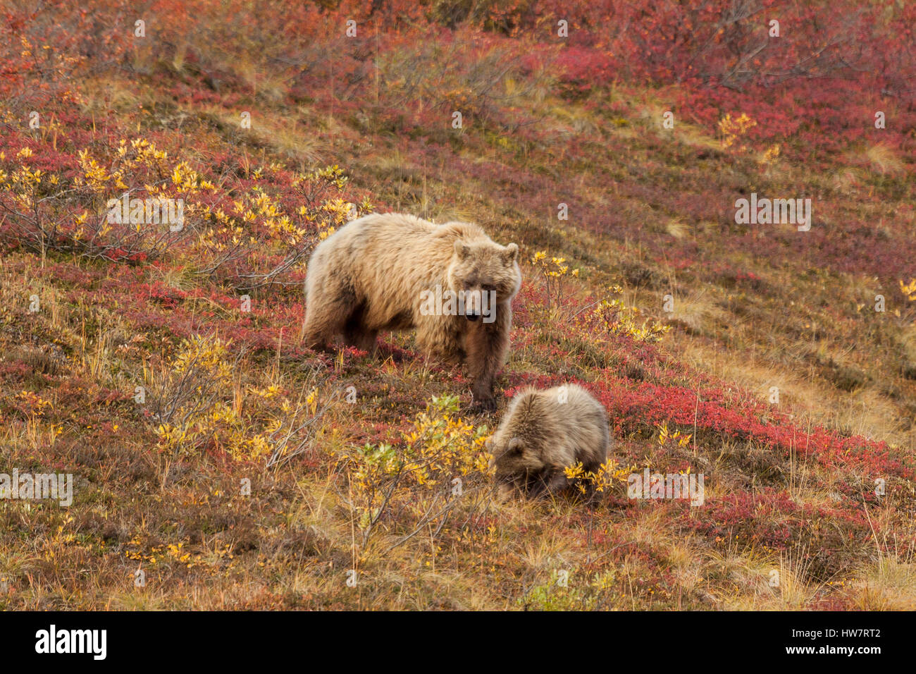 Grizzly bear and her cub eating blueberries in Denali National Park ...