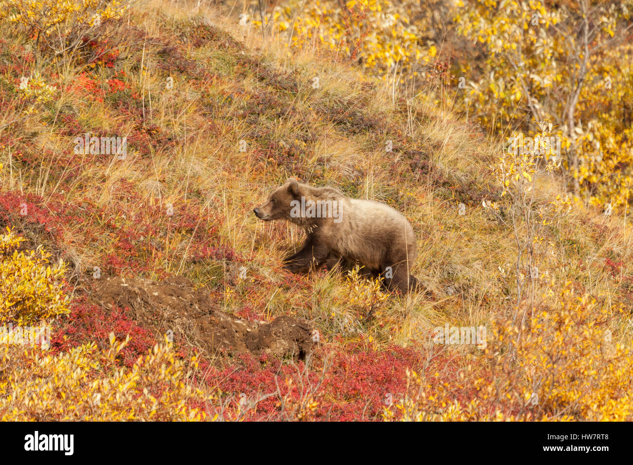 Grizzly bear cub eating blueberries, Denali National Park, Alaska Stock ...
