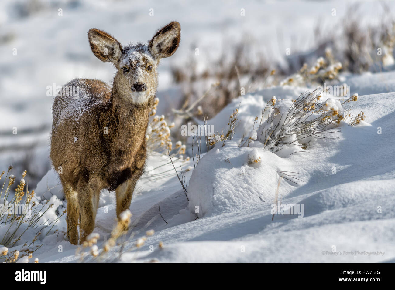 Snowy Mule Deer Stock Photo - Alamy