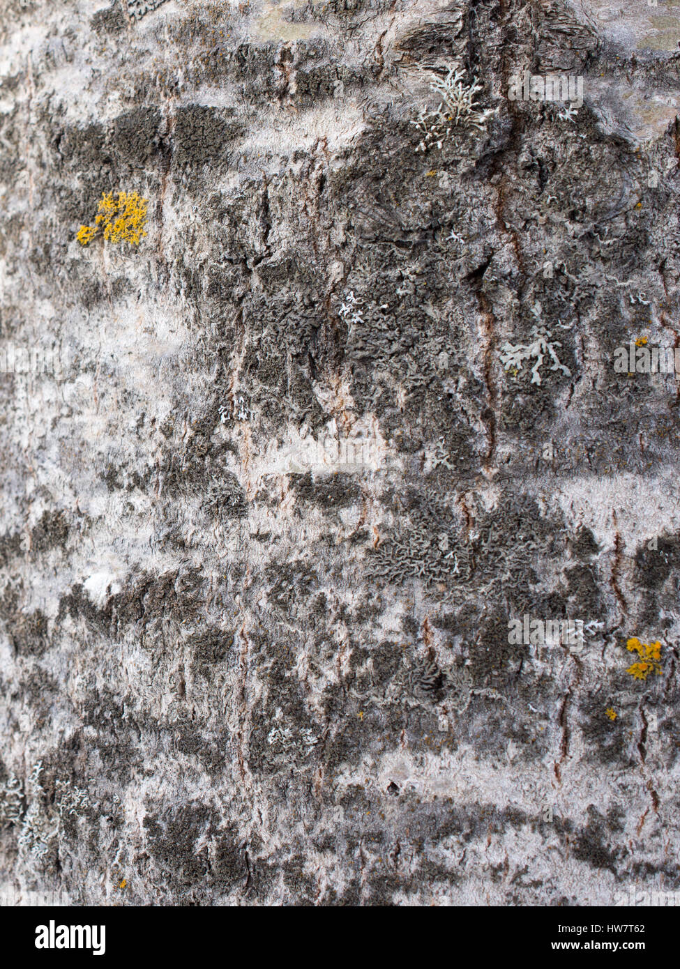 Trembling aspen bark hi-res stock photography and images - Alamy