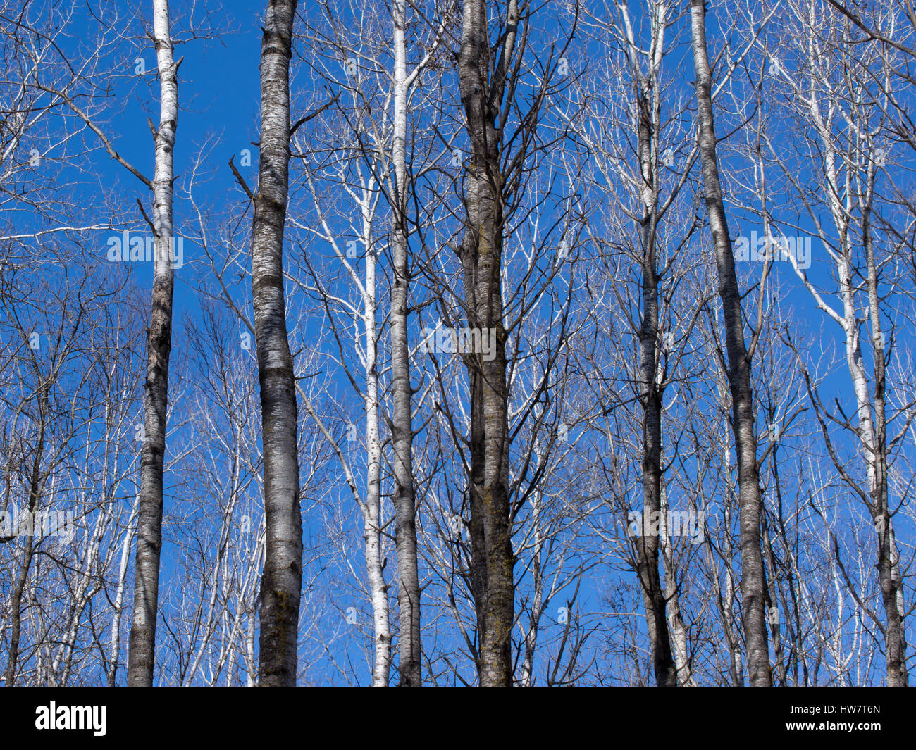 Stand of Aspen Trees in Winter Stock Photo - Alamy