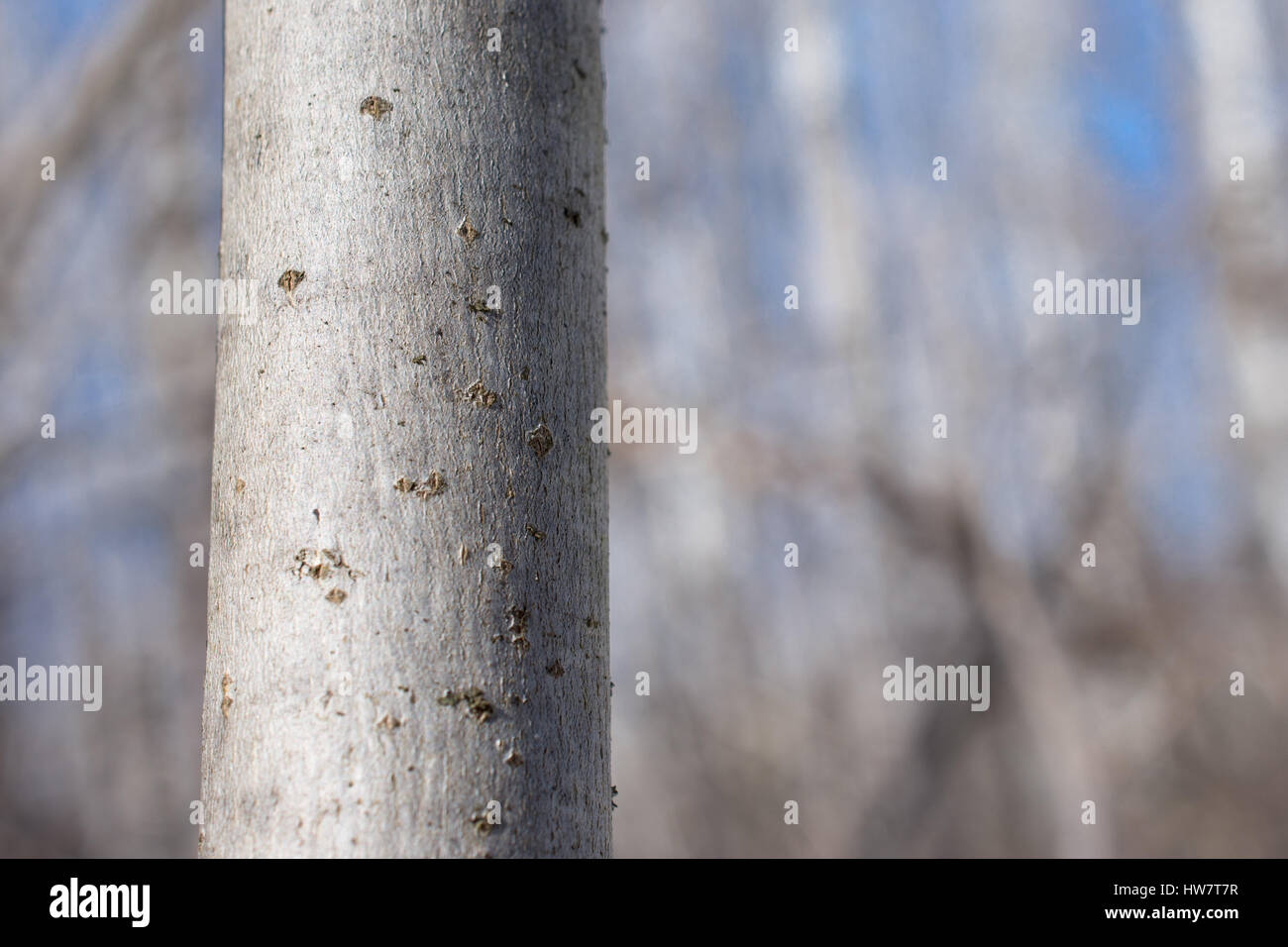 Closeup of Young Aspen Tree Stock Photo - Alamy