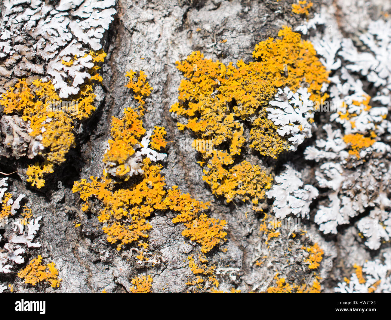 Black ash tree hi-res stock photography and images - Alamy