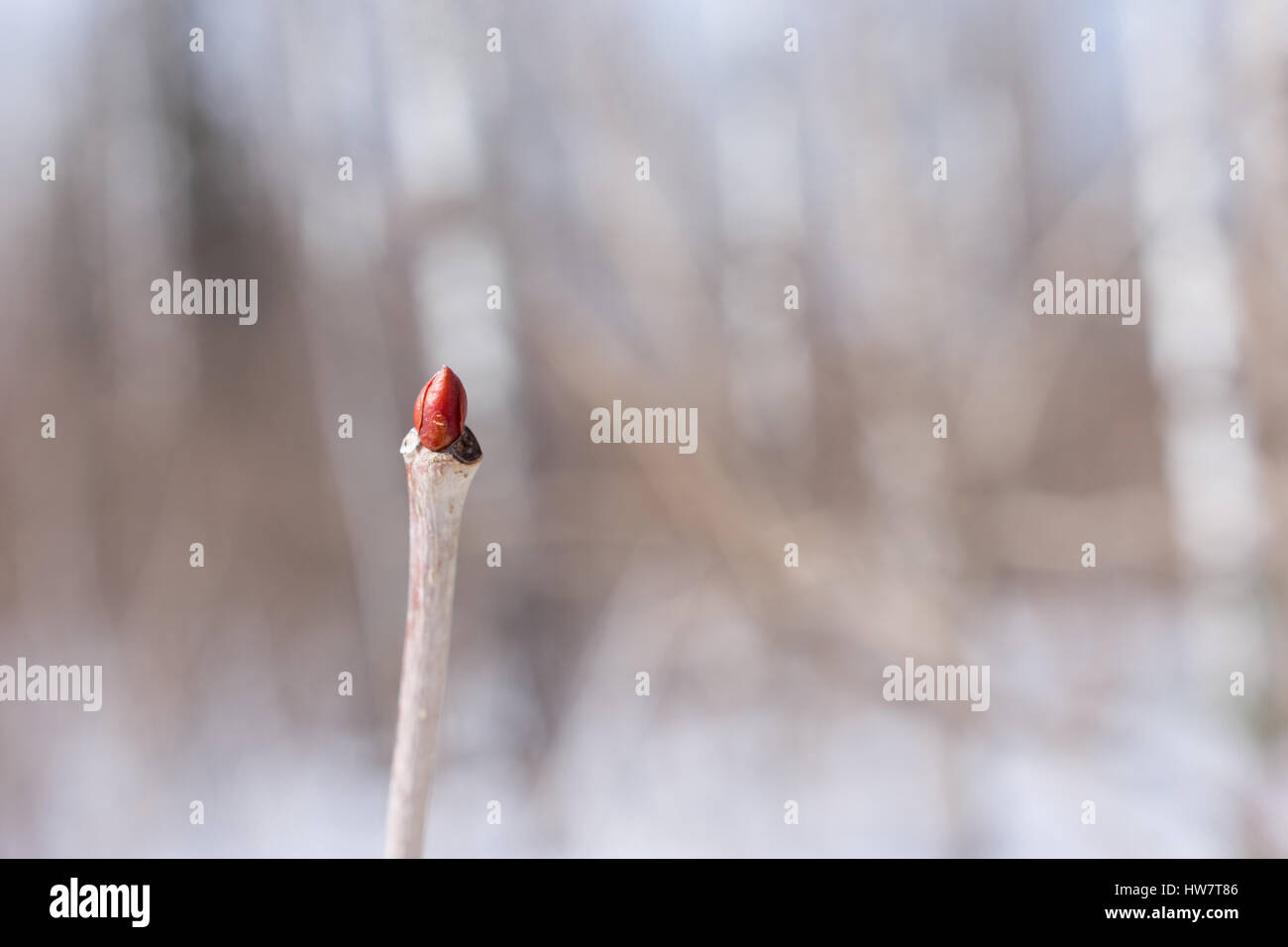 Basswood Bud Closeup Stock Photo - Alamy