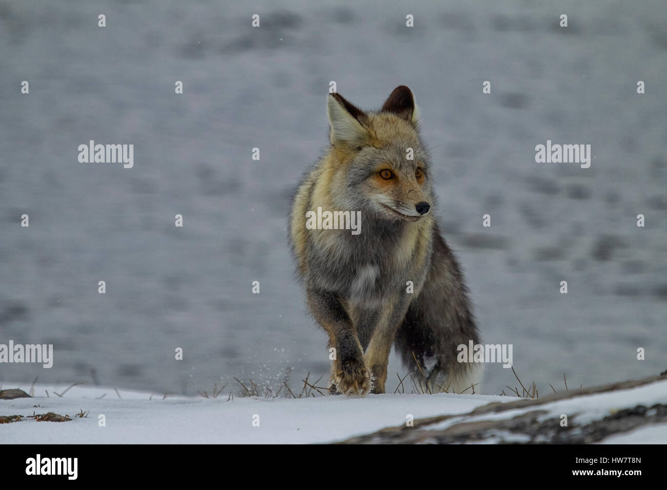 Red Fox on the Firehole River in Yellowstone National Park, Wyoming ...