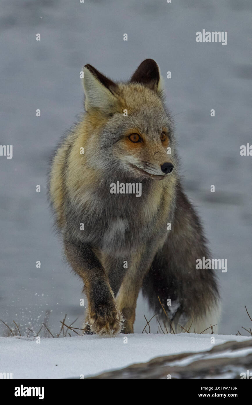 Red Fox on the Firehole River in Yellowstone National Park, Wyoming ...