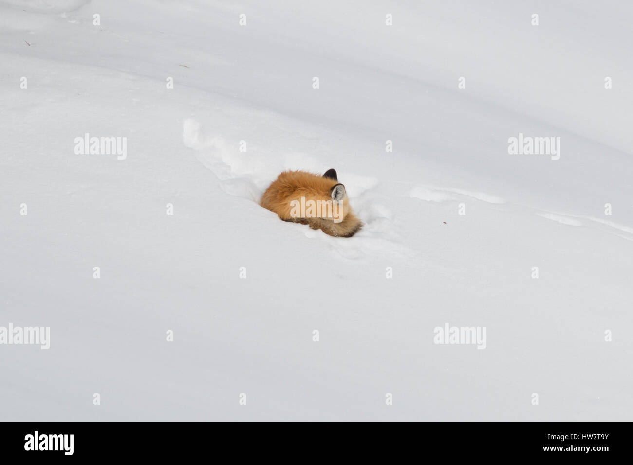 Red fox sleeping in snow hi-res stock photography and images - Alamy