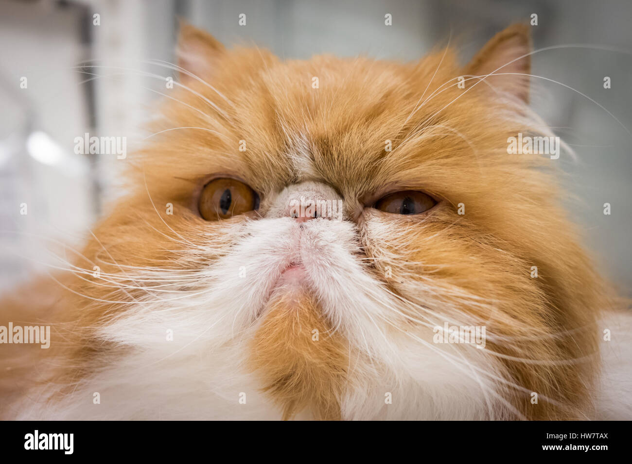 Satring hi-res stock photography and images - Alamy