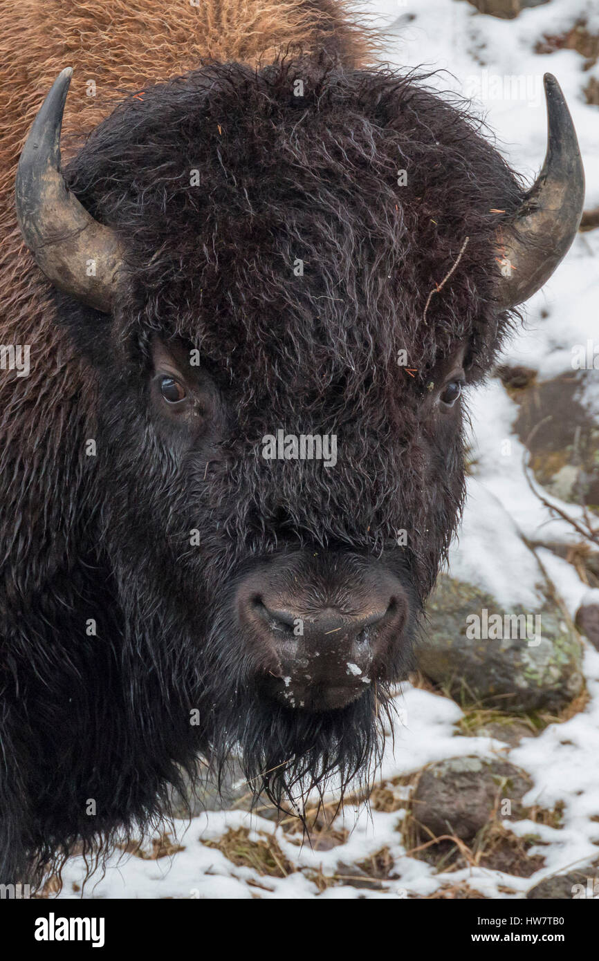 Bull bison feeding along the Madison river in Yellowstone National Park ...