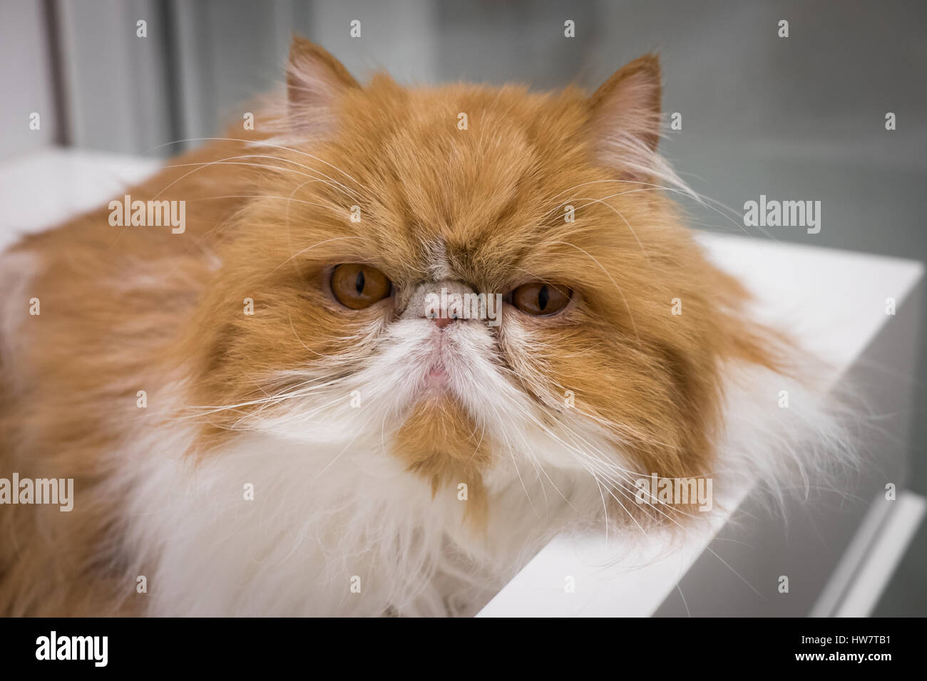 Satring hi-res stock photography and images - Alamy