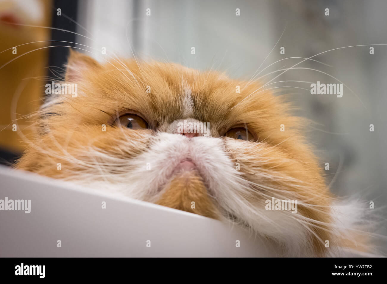 Satring hi-res stock photography and images - Alamy
