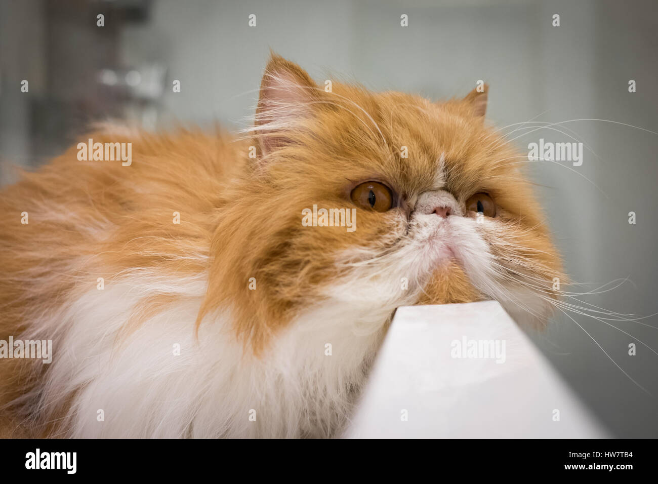Satring hi-res stock photography and images - Alamy